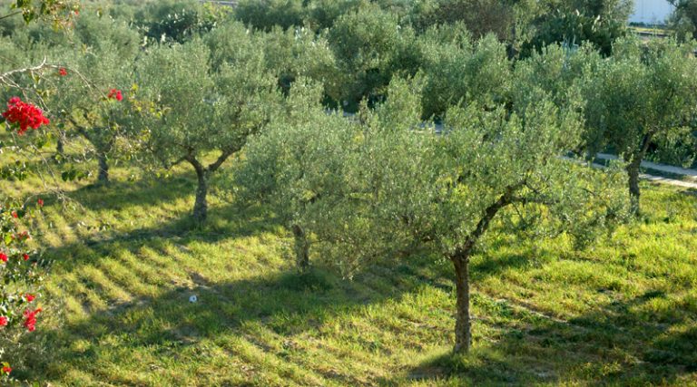 Der Olivenbaum, auch bekannt als Ölbaum - Nutzpflanze seit tausenden ...